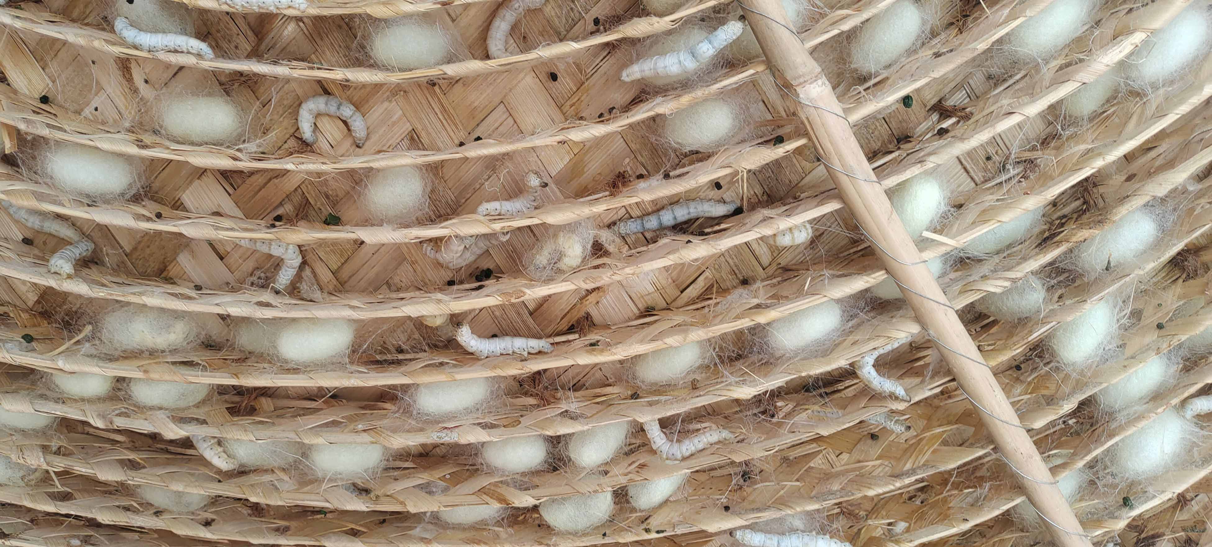 How Real Silk Is Made: From Silkworm to Luxury Fabric – STOVARIA